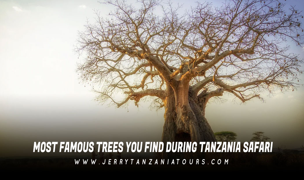 Explore The Famous Trees You Find During Tanzania Safari Tours